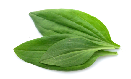 Plantain Leaves - M. Levin & Co
