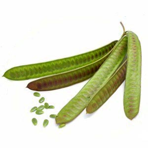 Guaje - M. Levin & Co