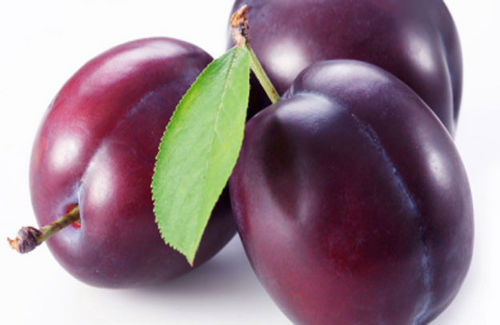 Plum - M. Levin & Co